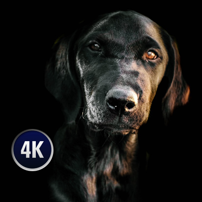 Elgato 4K Capture Utilityの簡単な使い方 - 新・VIPで初心者がゲーム実況するには